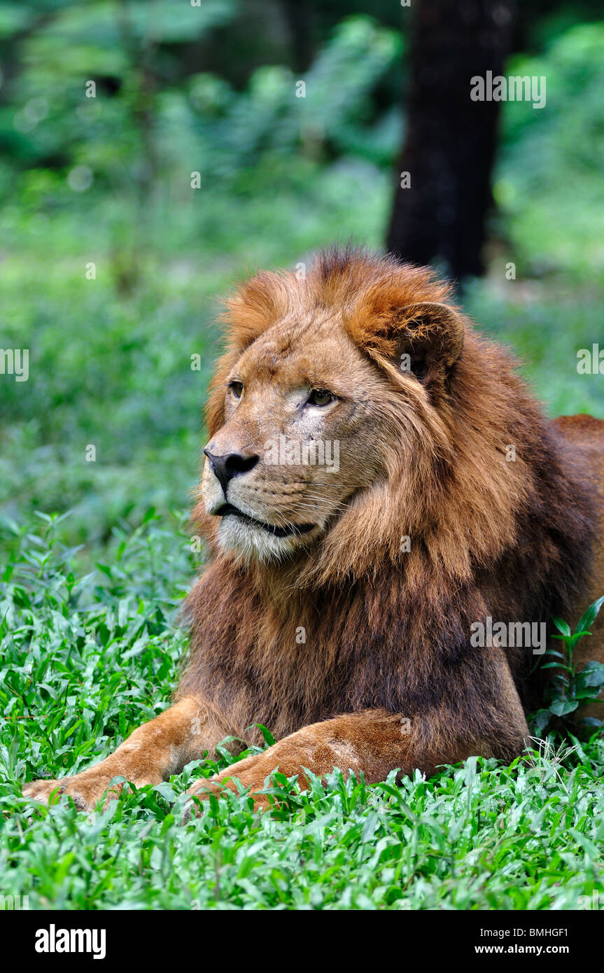 lion (Panthera leo) is a species in the family Felidae Stock Photo - Alamy