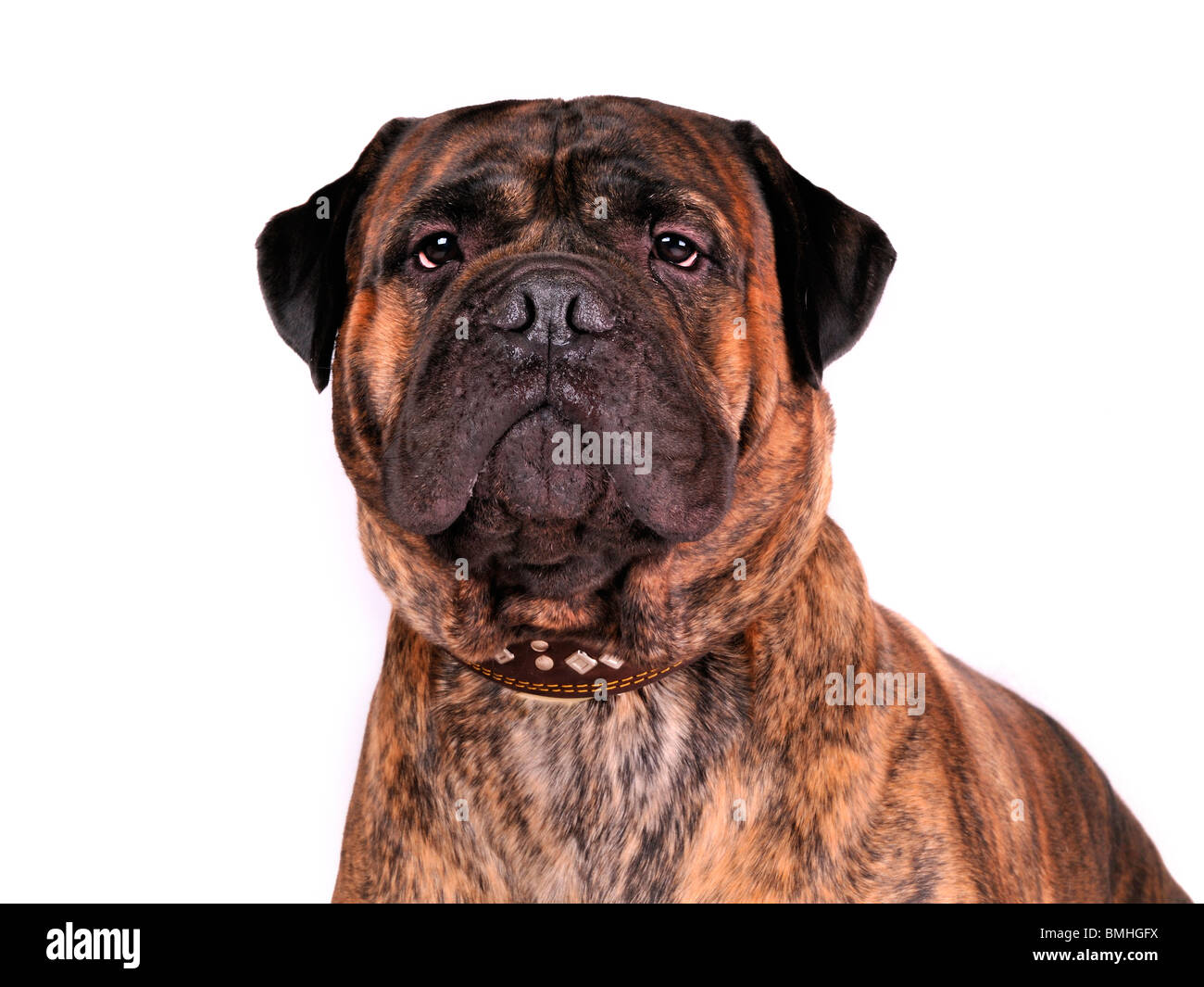 Portrait of an adult bullmastiff Stock Photo - Alamy