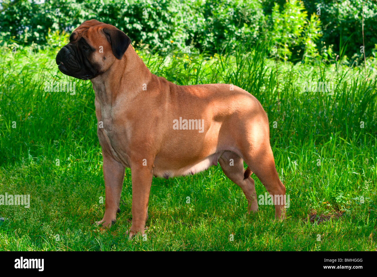 Serious Dog Standing on grass background Stock Photo - Alamy