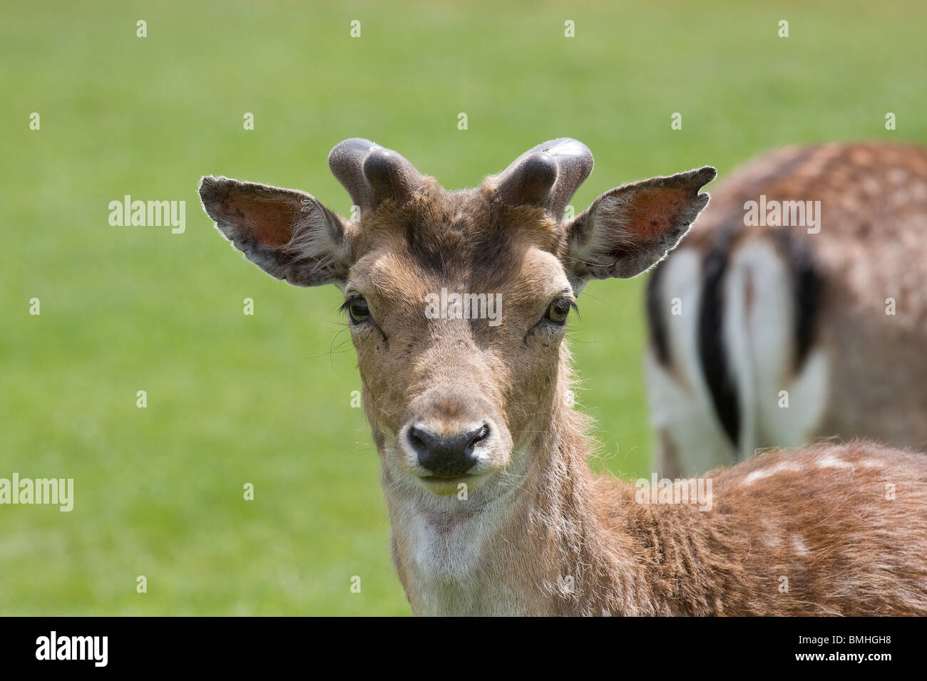 A young stag with his first antler growth Stock Photo - Alamy
