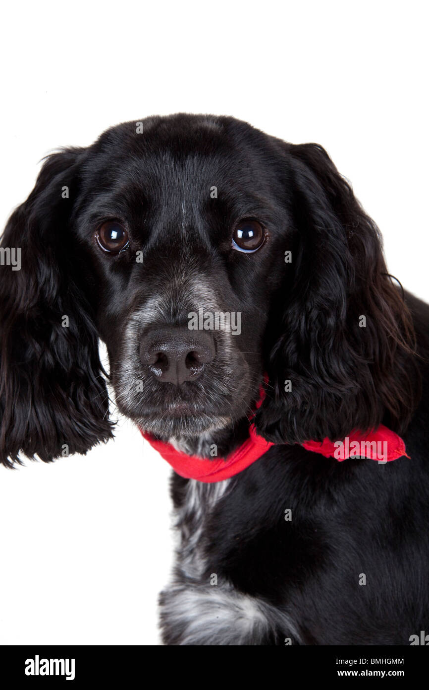 Black Cocker spaniel dog facing portrait with white background ...