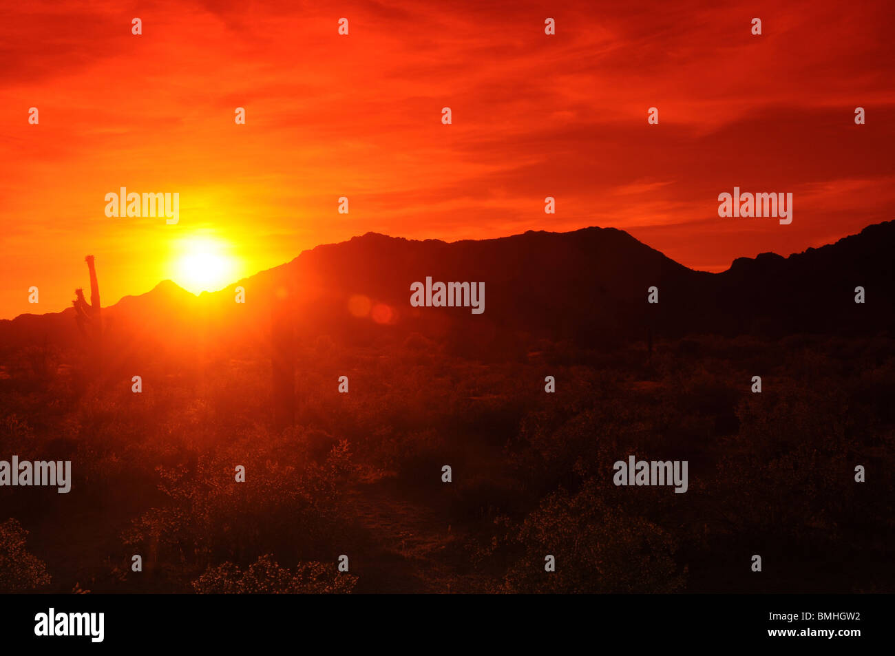 Fiery sunset saguaro cactus hi-res stock photography and images - Alamy