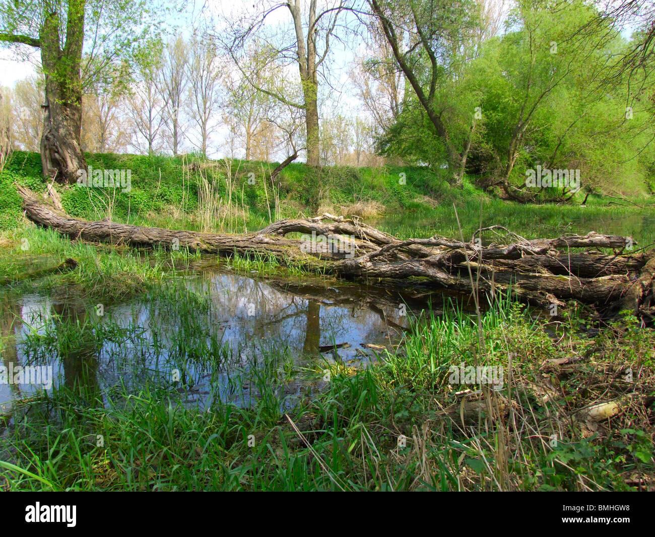 A slowly rotting tree in the water Stock Photo - Alamy