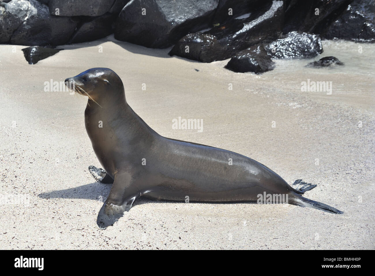 Tropical island emerging from hi-res stock photography and images - Alamy