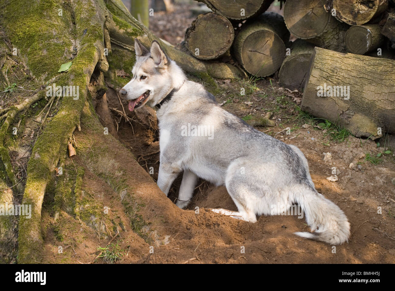 Husky dog digging hi-res stock photography and images - Alamy