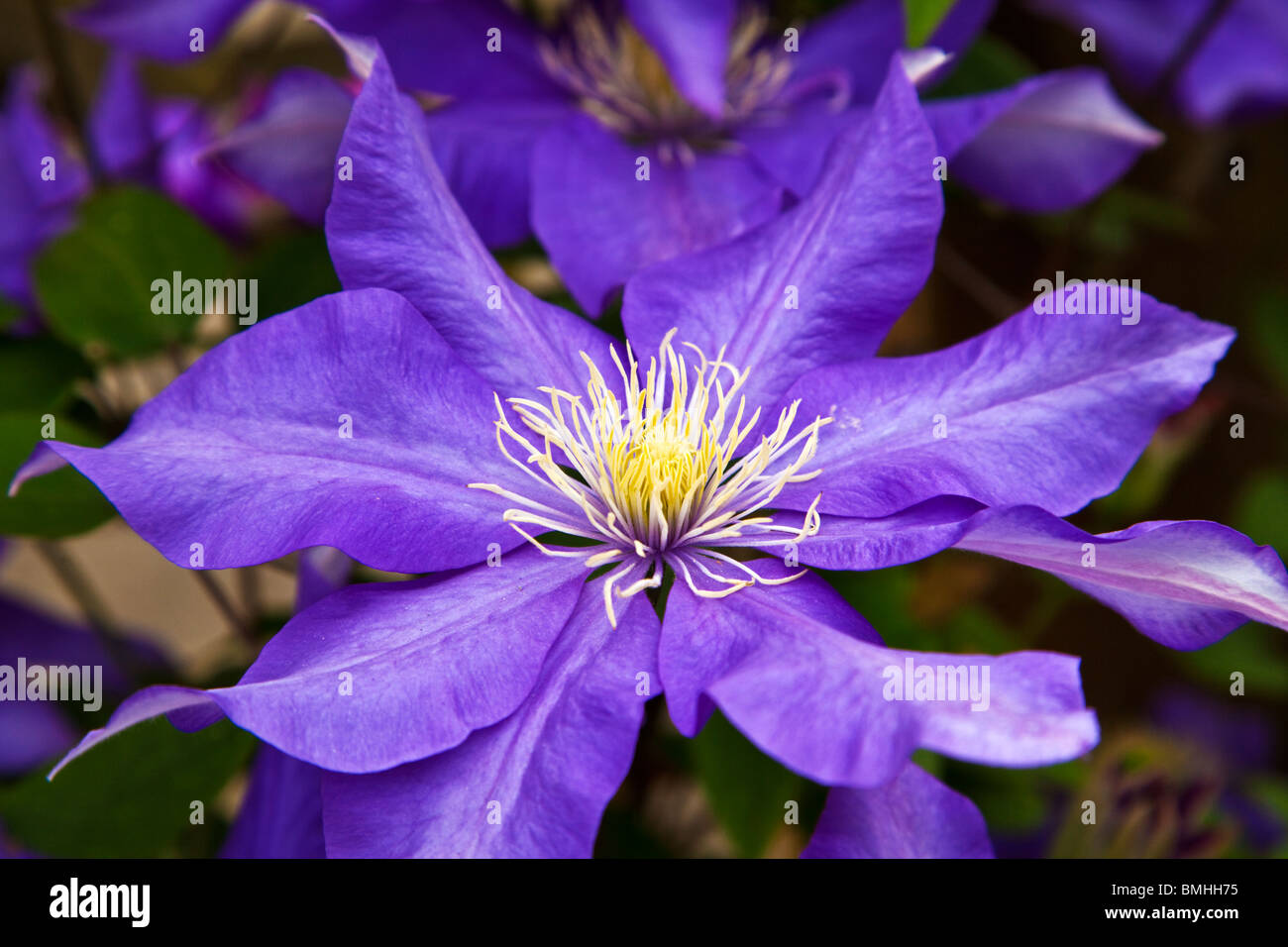 Clematis flower hi-res stock photography and images - Alamy