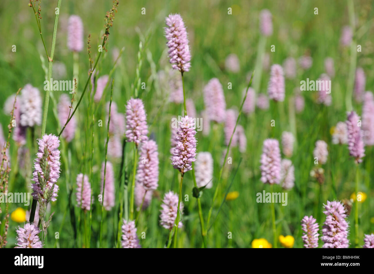 Purple clover flowers in the field Stock Photo - Alamy