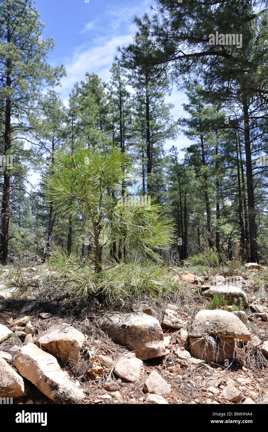 Pine trees in Grand Canyon, Arizona, USA Stock Photo - Alamy