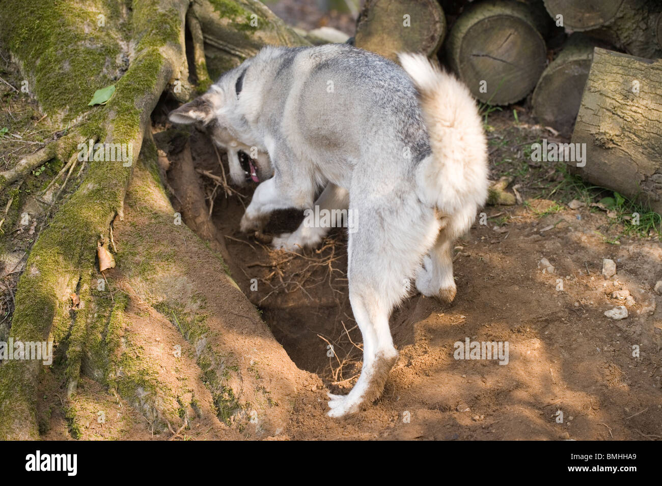 Husky dog digging hi-res stock photography and images - Alamy