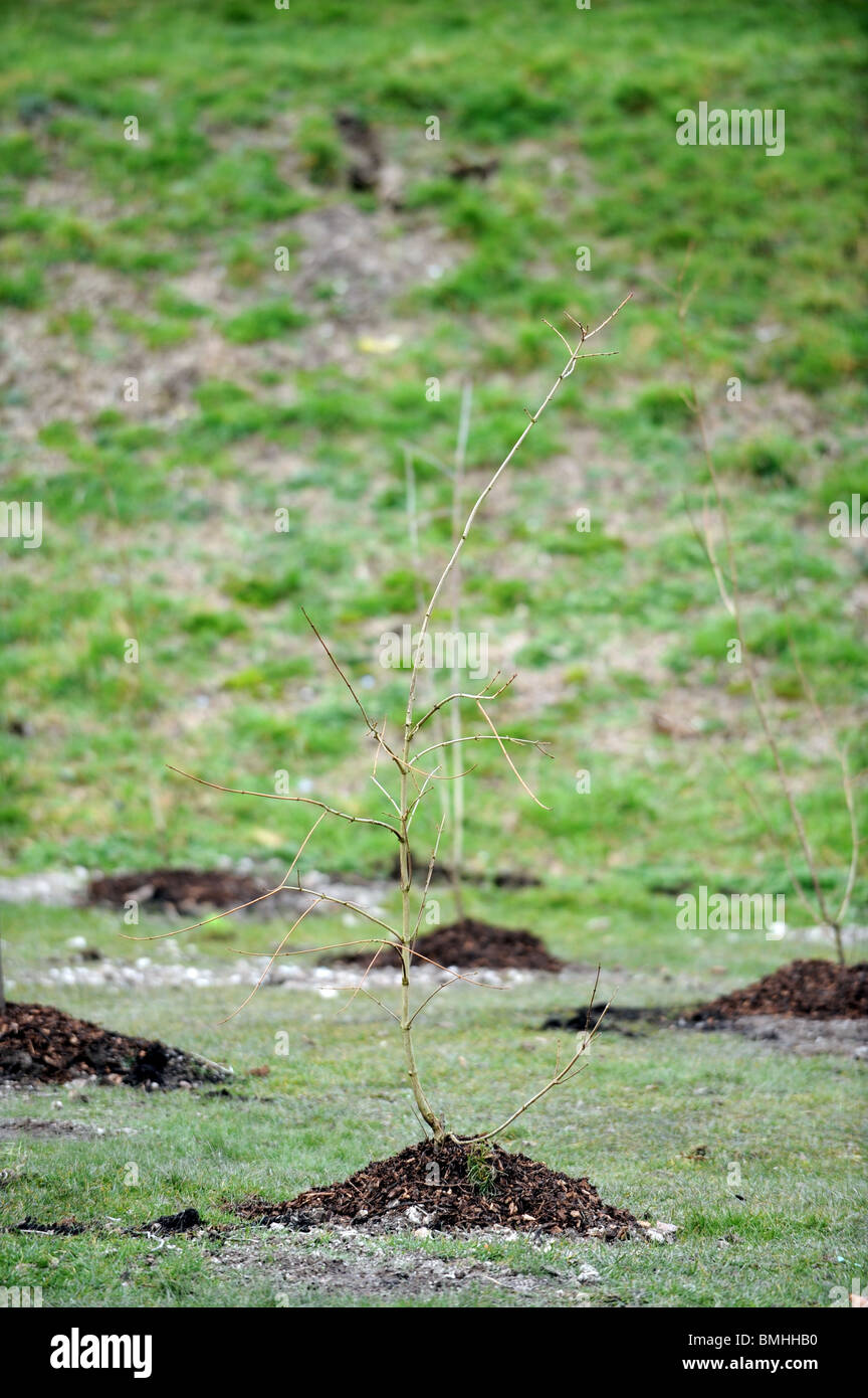 Small tree saplings planted in East Brighton park part of the Trees for ...