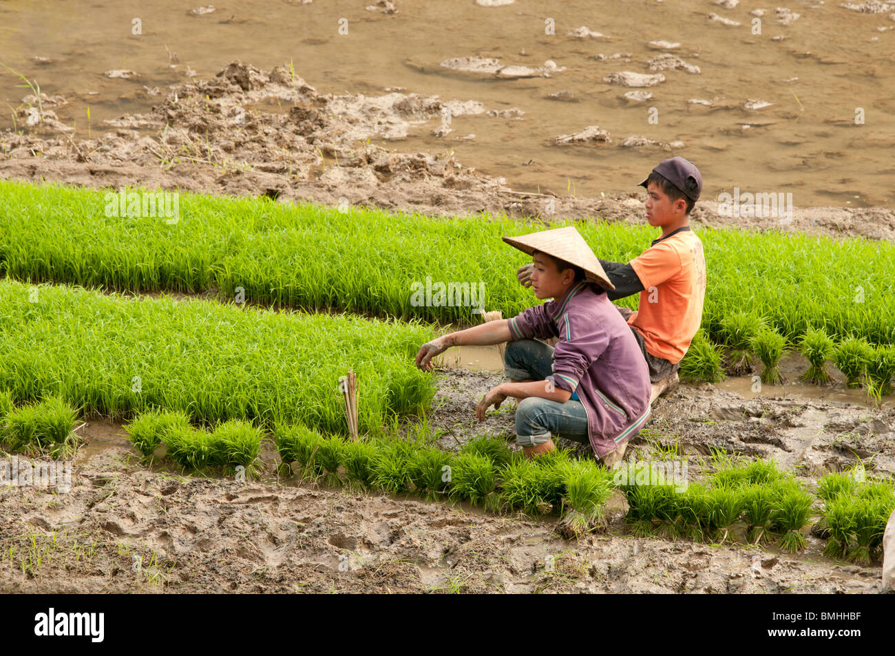 two lao rice workers sitting amongst green rice shoots harvesting rice ...