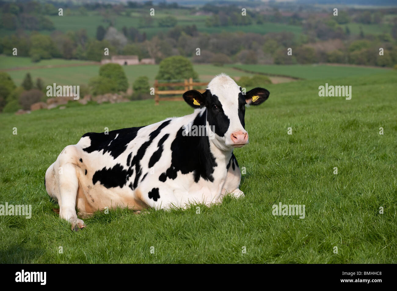 Cattle sitting hi-res stock photography and images - Alamy
