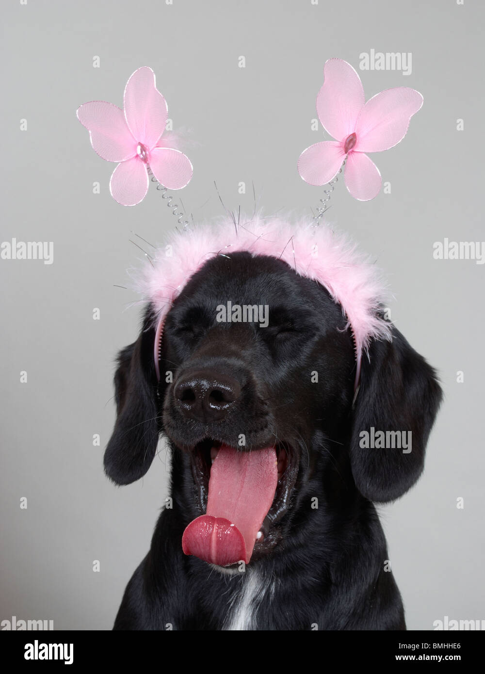 Bonnie the black lab wearing a pink head band Stock Photo - Alamy