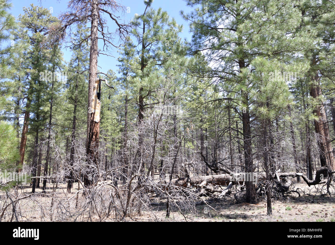 Burnt trees in forest, Grand Canyon, Arizona, USA Stock Photo - Alamy