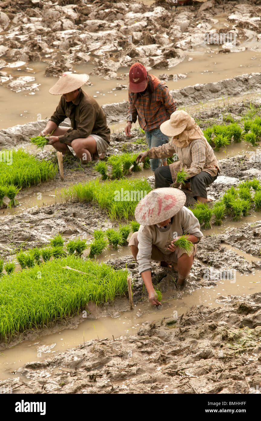 Lao rice workers harvesting rice in a paddy field Northern Laos Stock ...