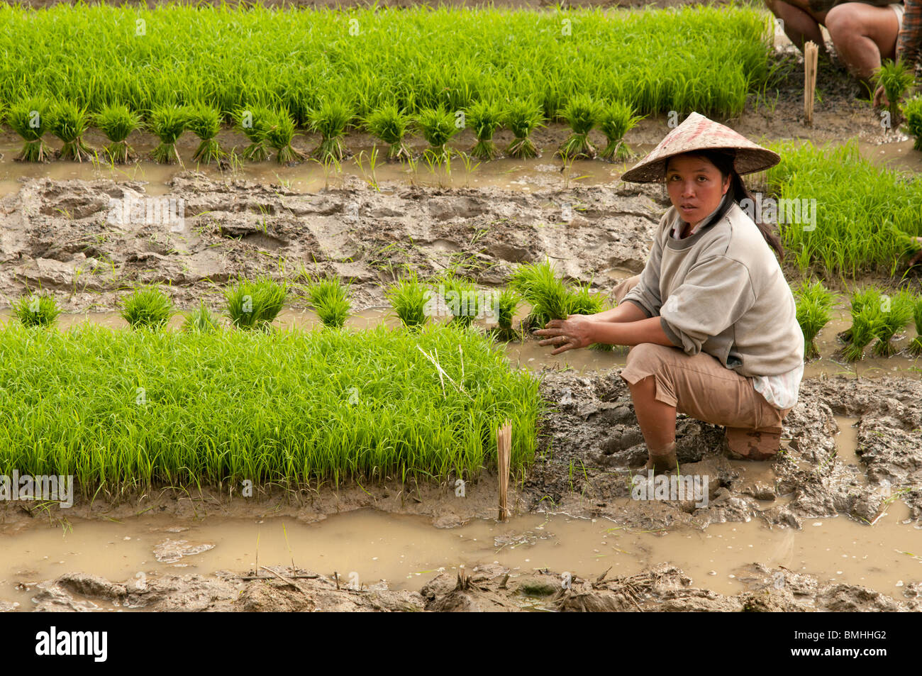 Female lao rice picker hi-res stock photography and images - Alamy