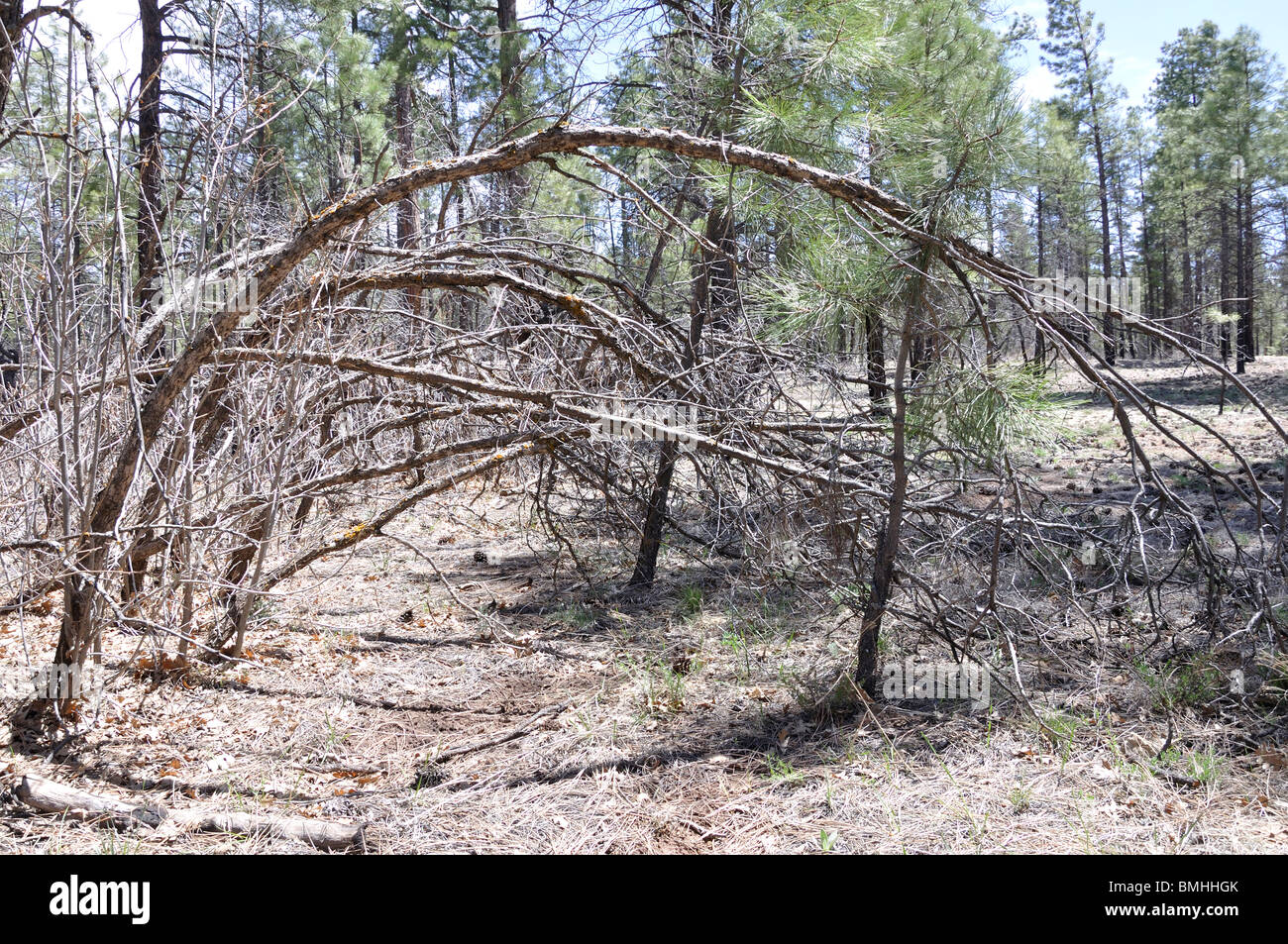Burnt trees in forest, Grand Canyon, Arizona, USA Stock Photo - Alamy