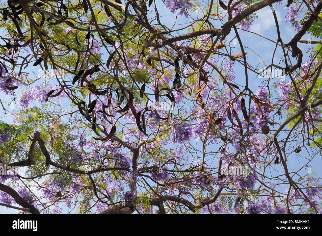 Purple blooming tree hi-res stock photography and images - Alamy