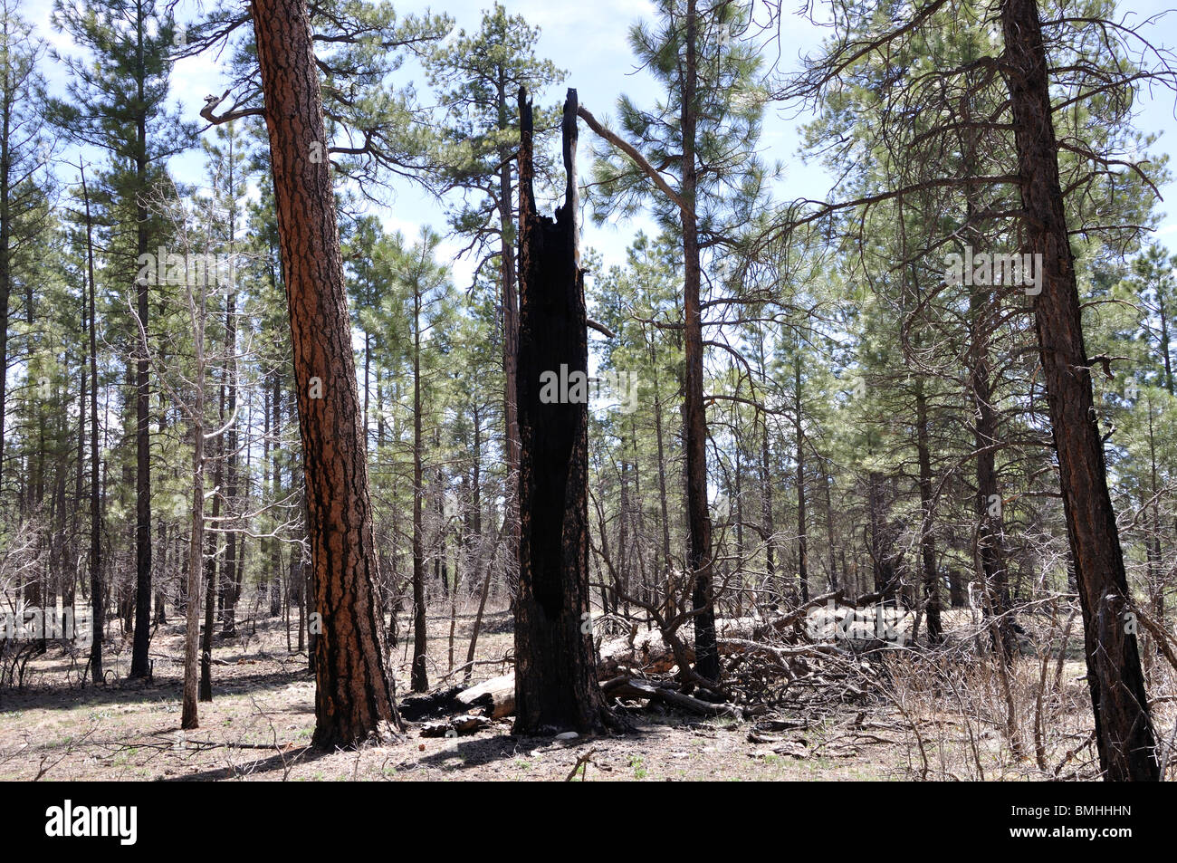 Burnt trees in forest, Grand Canyon, Arizona, USA Stock Photo - Alamy