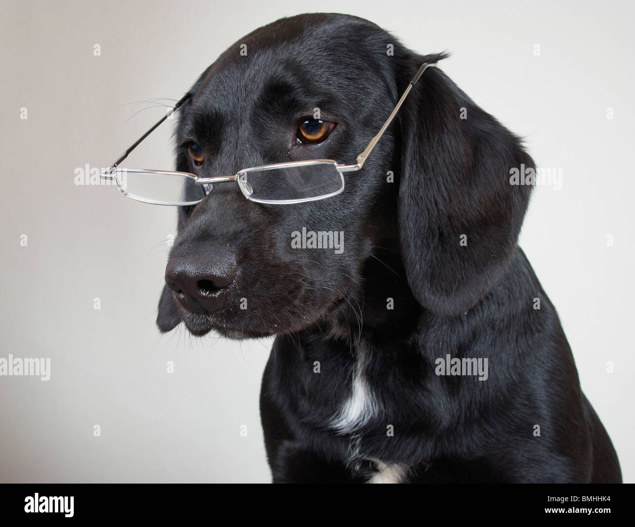 Bonnie the black lab wearing glasses Stock Photo - Alamy