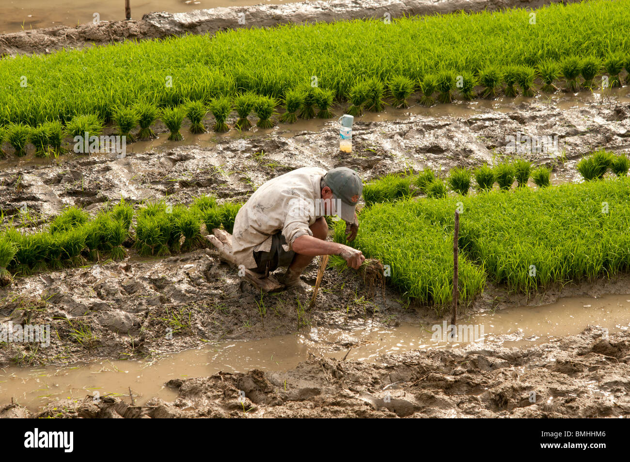 A Lao rice worker bunching rice shoots together in a paddy field ...