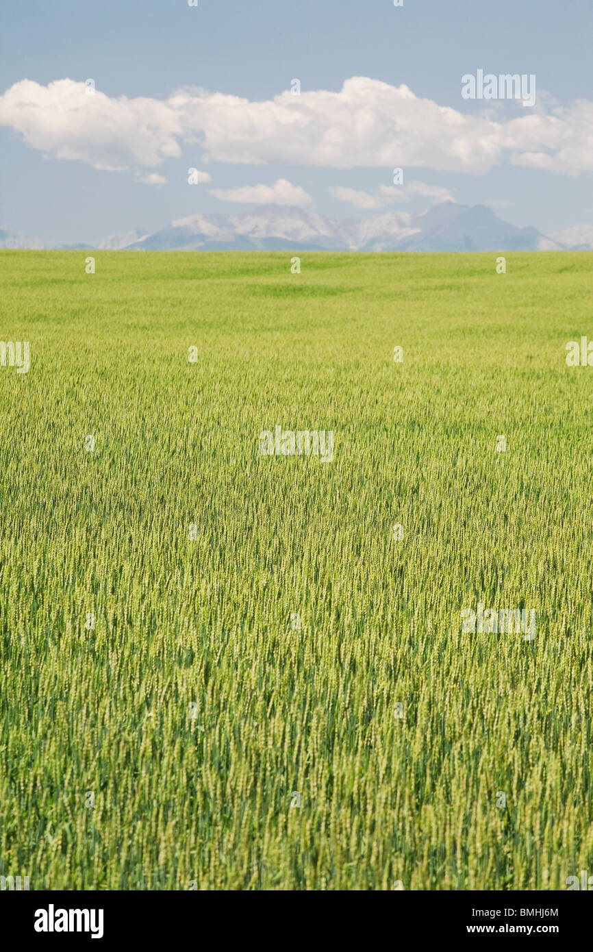 Wheat field prairies alberta hi-res stock photography and images - Alamy