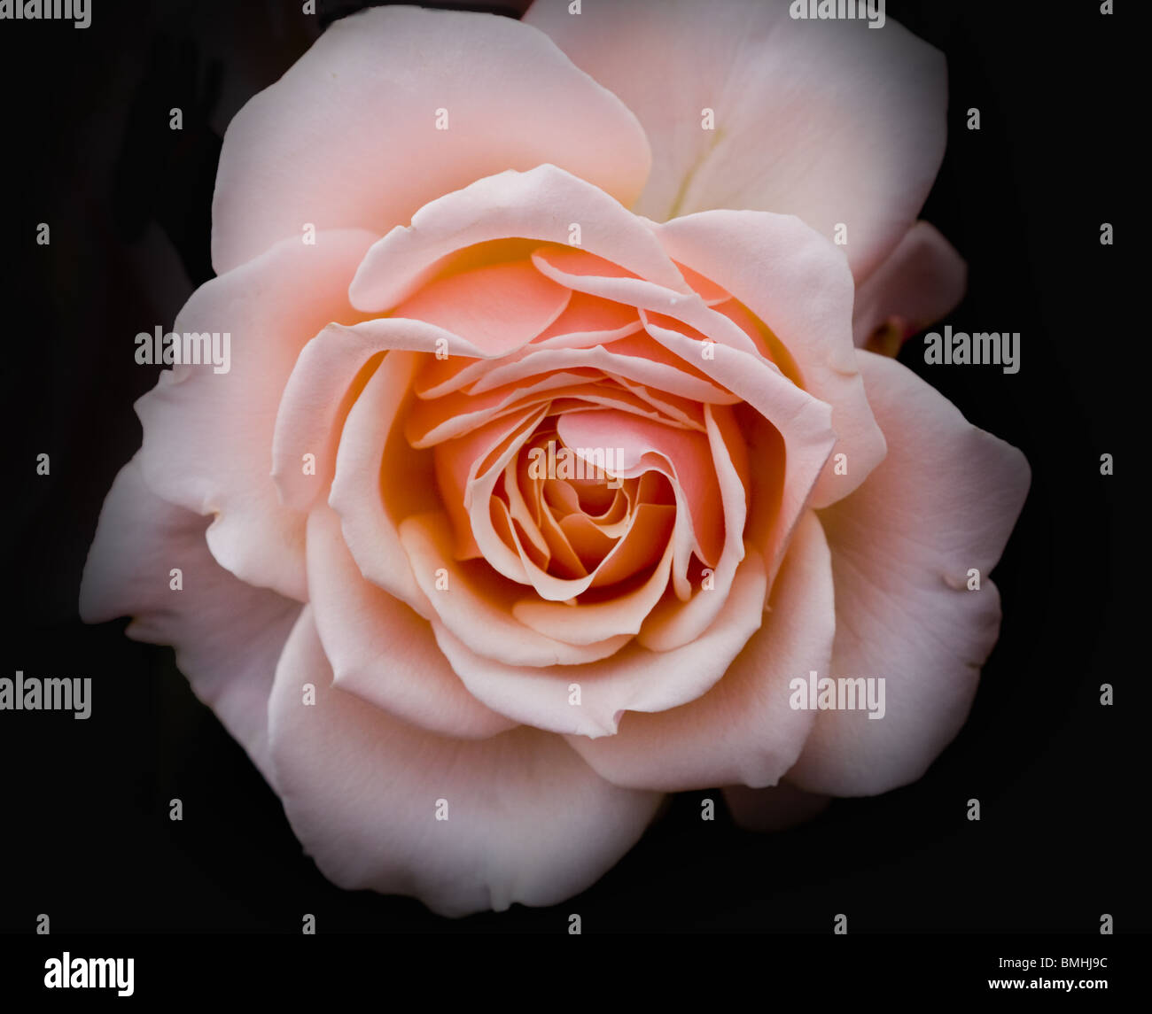 Pink rose fading to a black background Stock Photo - Alamy