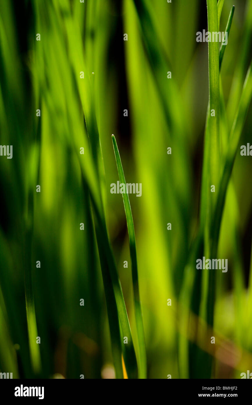 Pantone greenery hi-res stock photography and images - Alamy