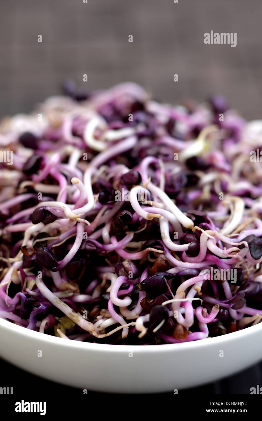 Sango radish hi-res stock photography and images - Alamy