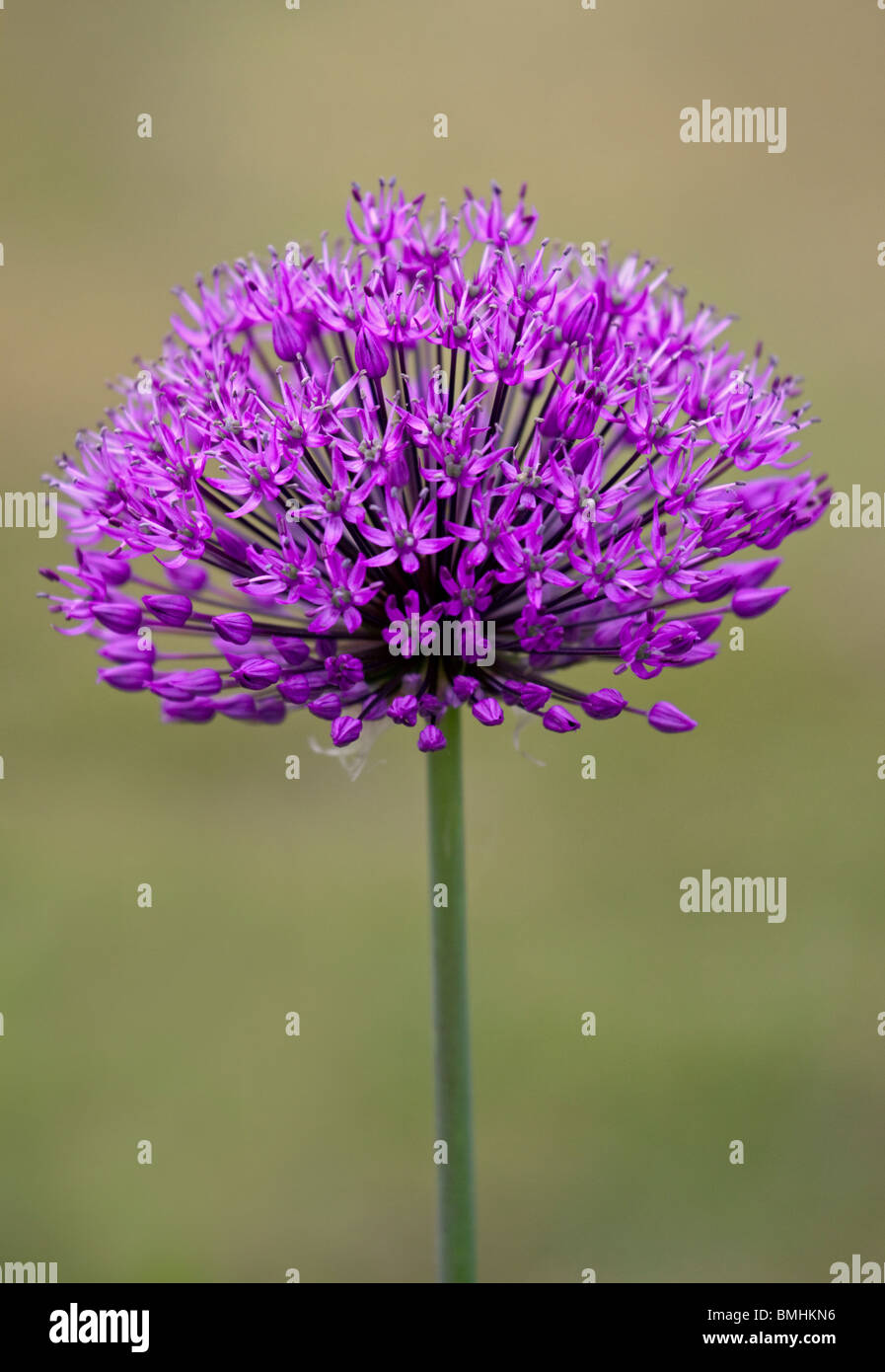 Giant Allium (allium giganteum Stock Photo - Alamy