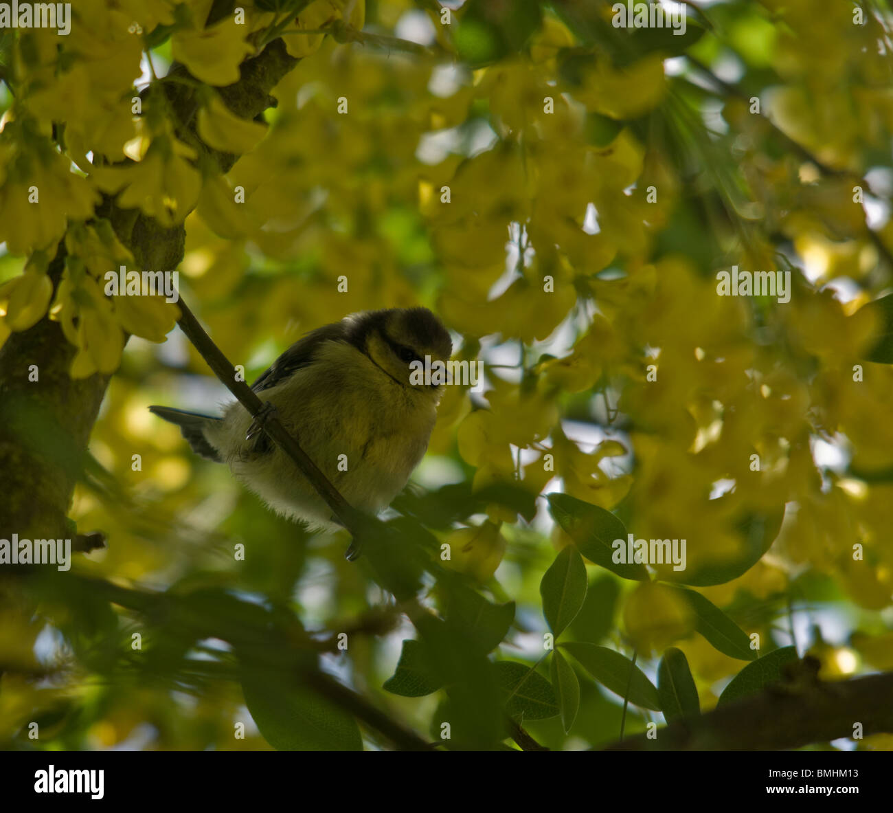 Baby blue tit resting in a laburnum tree Stock Photo - Alamy