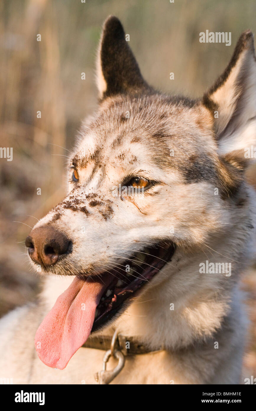 Husky dog digging a hole hi-res stock photography and images - Alamy