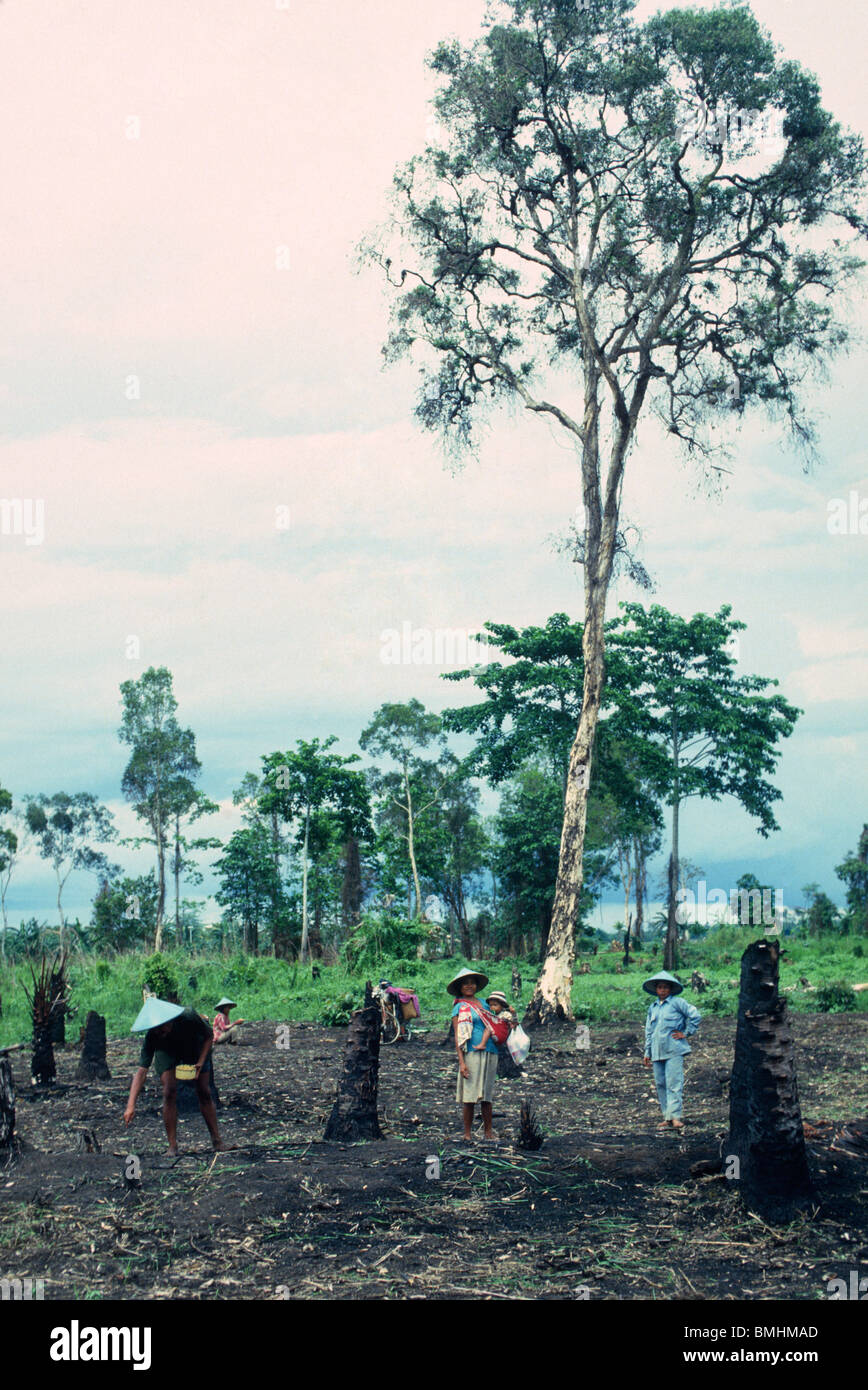 Javanese farmers hi-res stock photography and images - Alamy