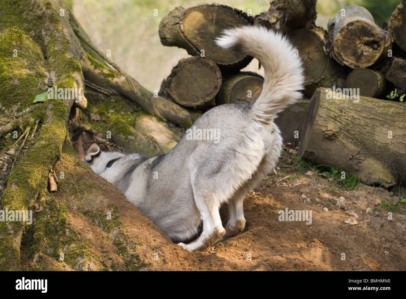 Husky dog digging hi-res stock photography and images - Alamy