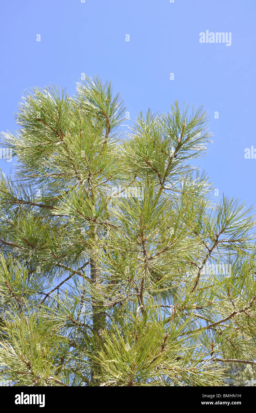 Pine tree, Grand Canyon, Arizona, USA Stock Photo - Alamy