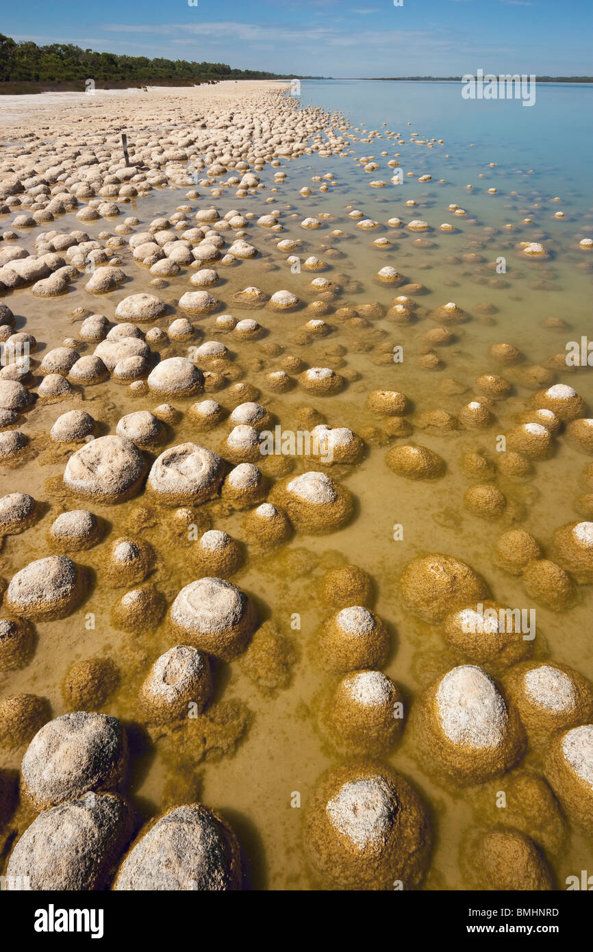 Thrombolites, a variey of microbialite or 'living rock', Lake Clifton ...