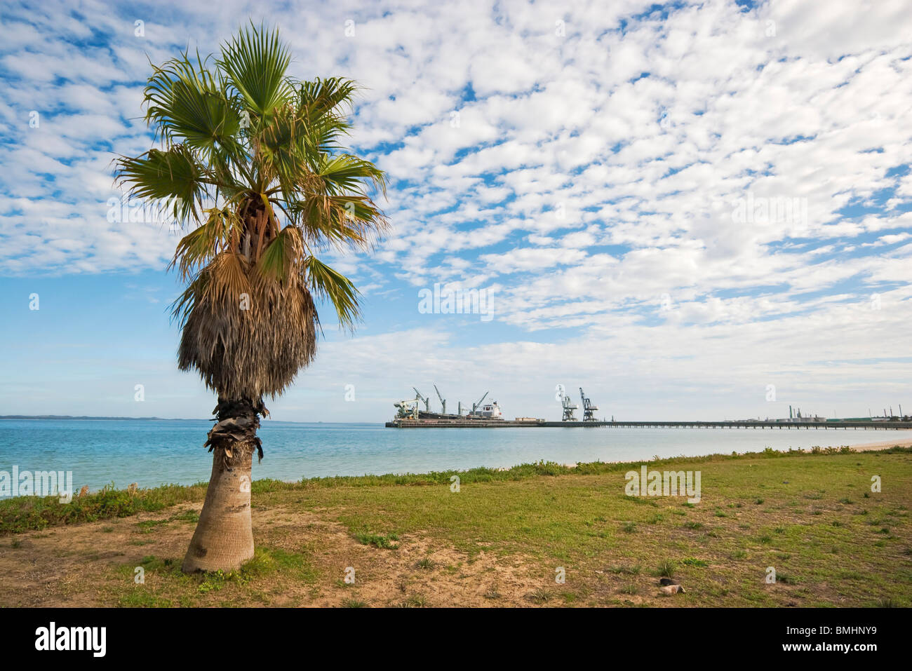 Palm tree by Kwinana Beach Road and Cockburn Sound with a bulk carrier ...