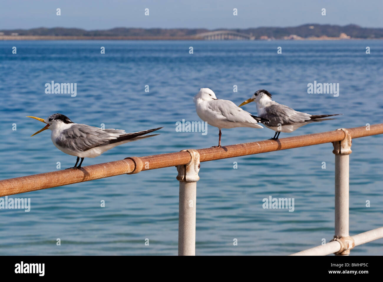 Rockingham jetty western australia hi-res stock photography and images ...