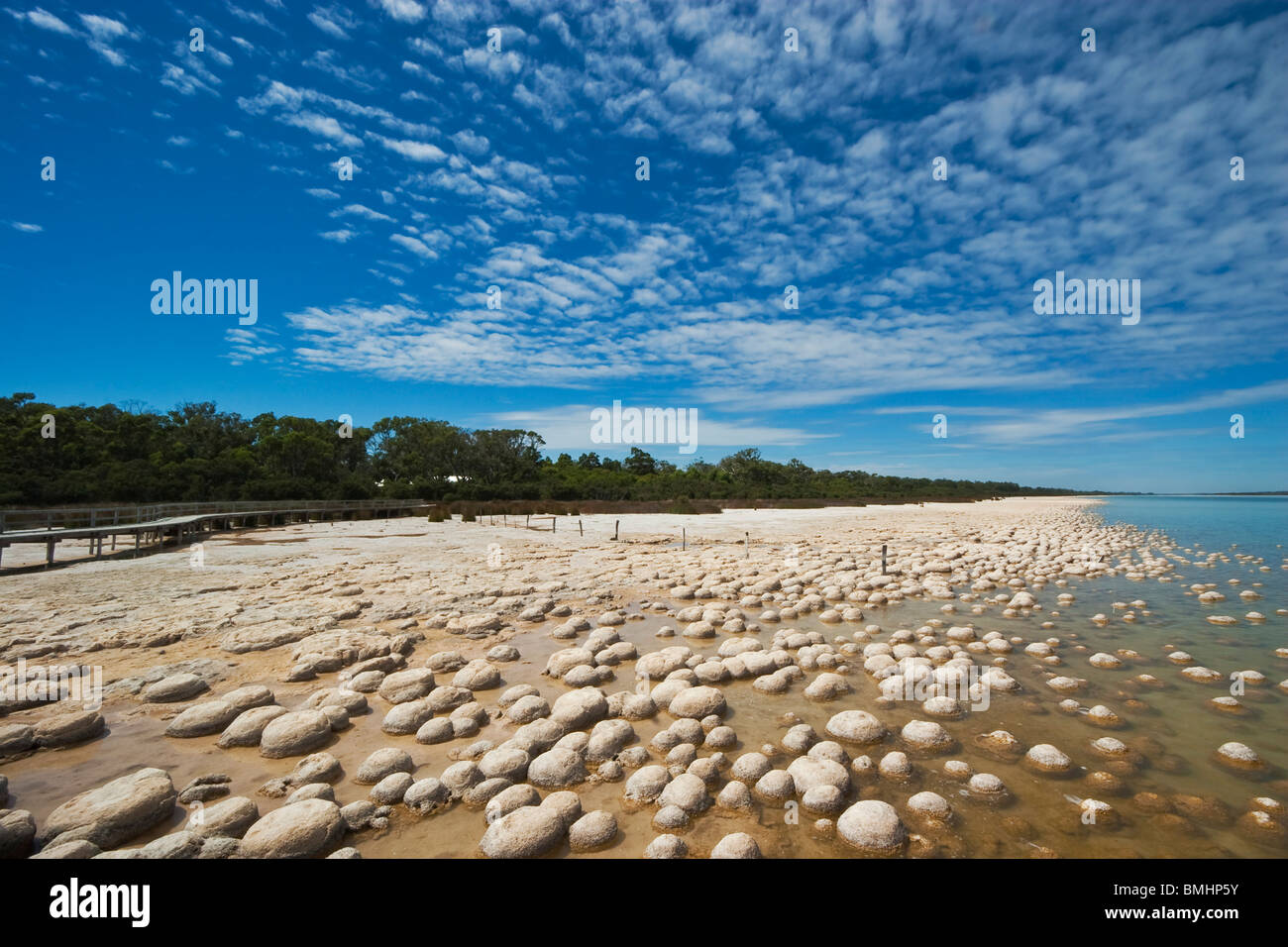 Thrombolites, a variey of microbialite or 'living rock', Lake Clifton ...