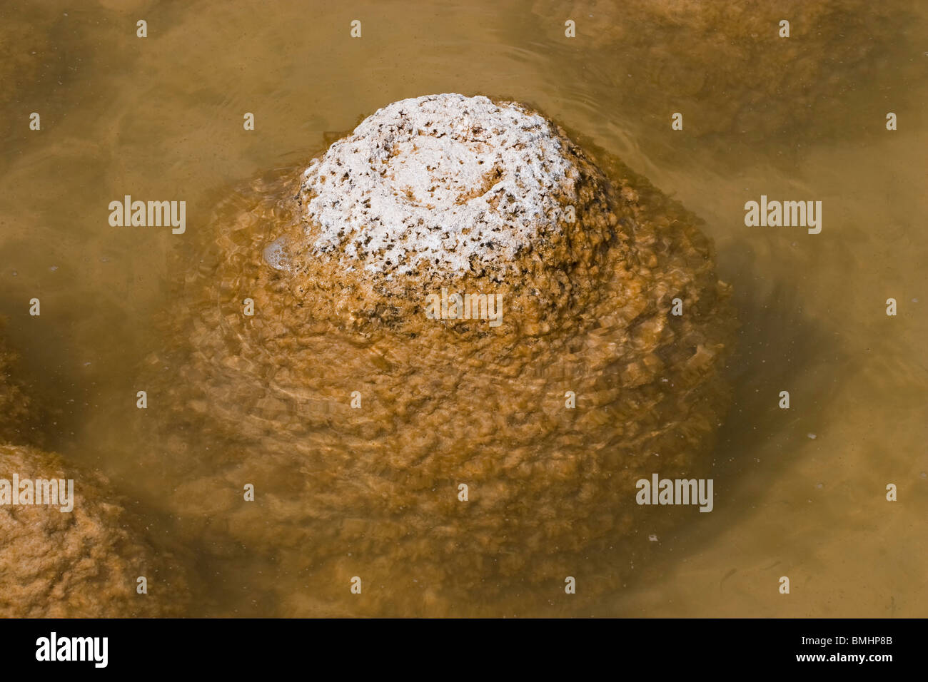Thrombolites, a variey of microbialite or 'living rock', Lake Clifton ...