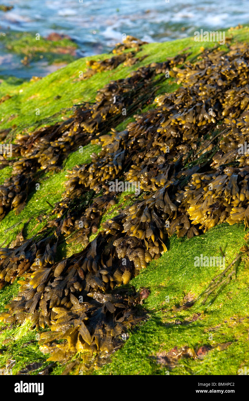 Sea weed on the shore hi-res stock photography and images - Alamy