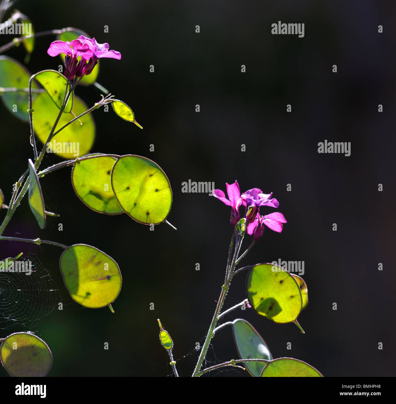 Honesty plant hi-res stock photography and images - Alamy