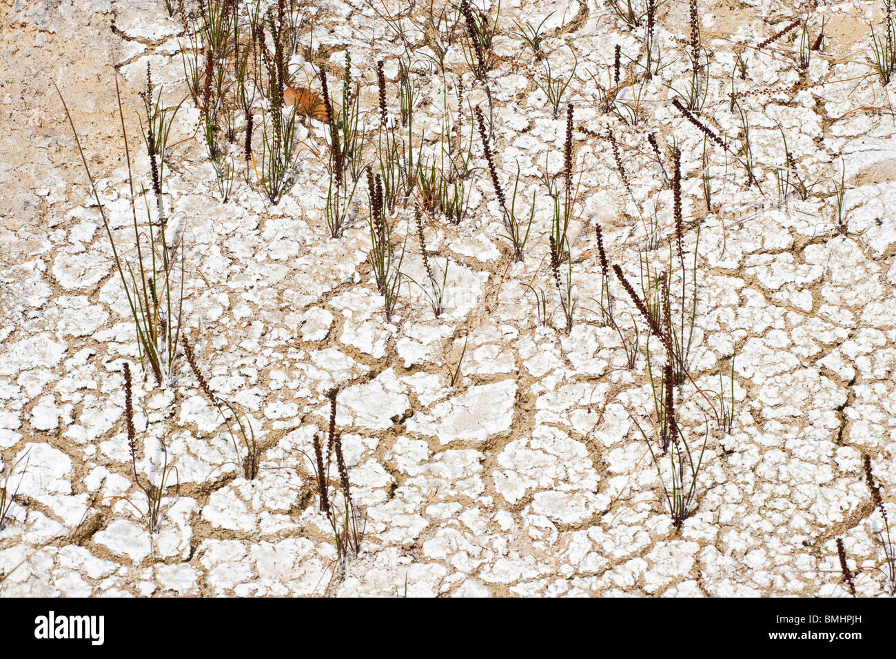 Salt resistant grasses hi-res stock photography and images - Alamy