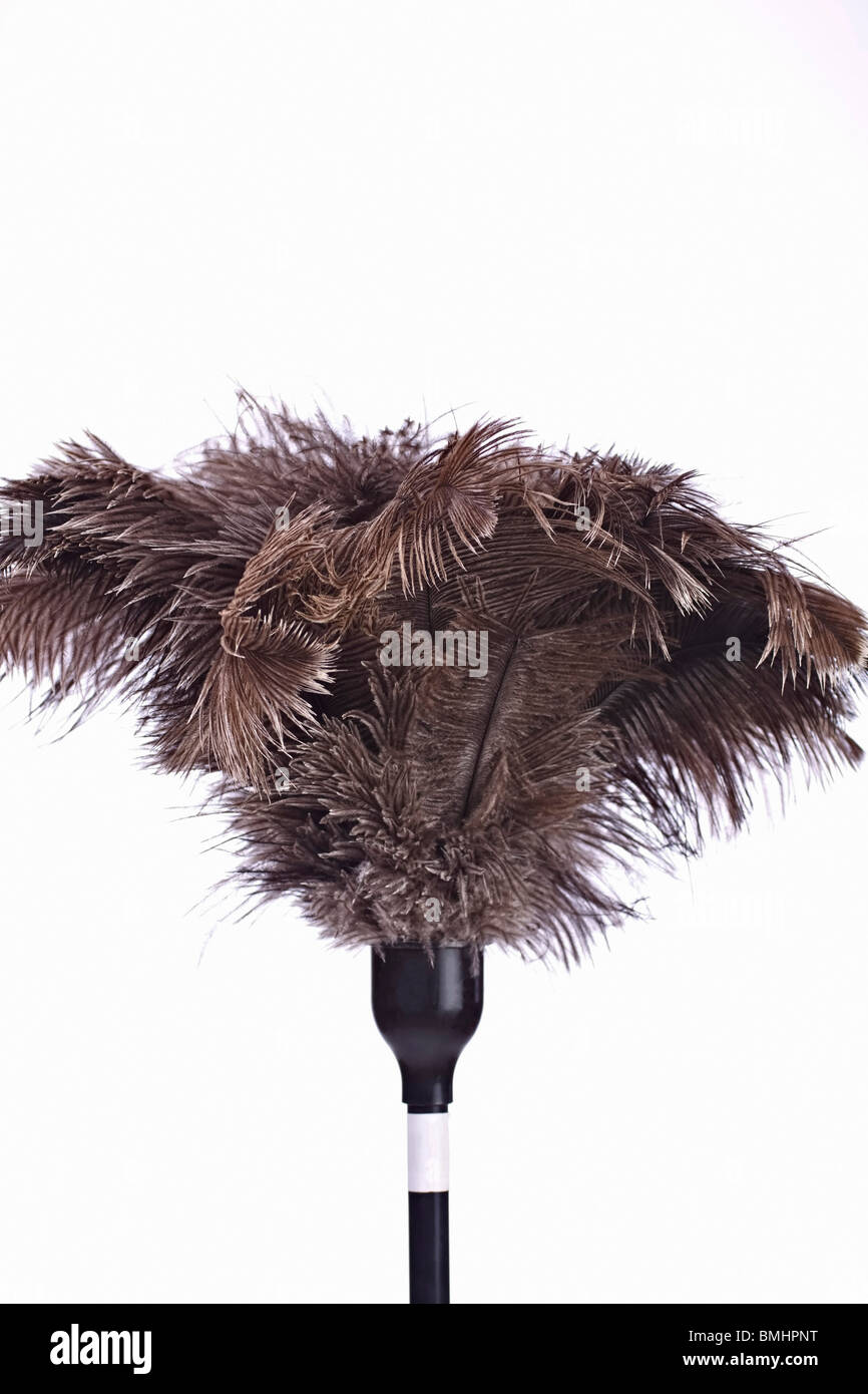 Feather duster hi-res stock photography and images - Alamy