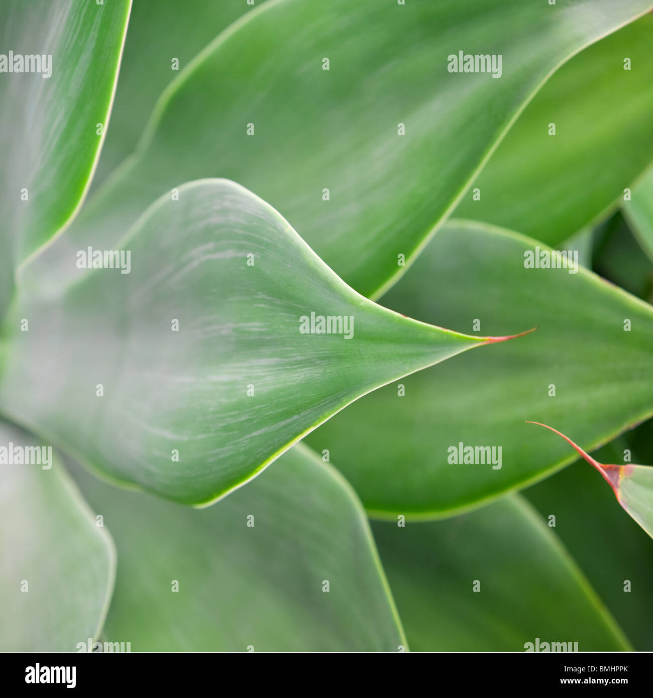 Agave leaves hi-res stock photography and images - Alamy