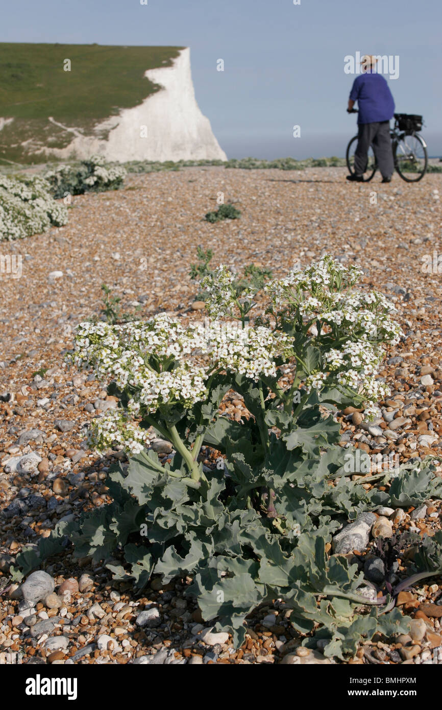 Sea kale on shingle beach at Cuckmere Haven with the white chalk cliffs ...