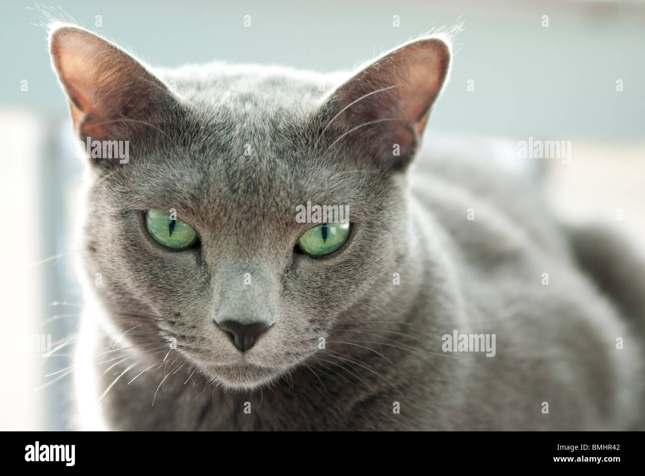 Portrait purebred russian blue hi-res stock photography and images - Alamy