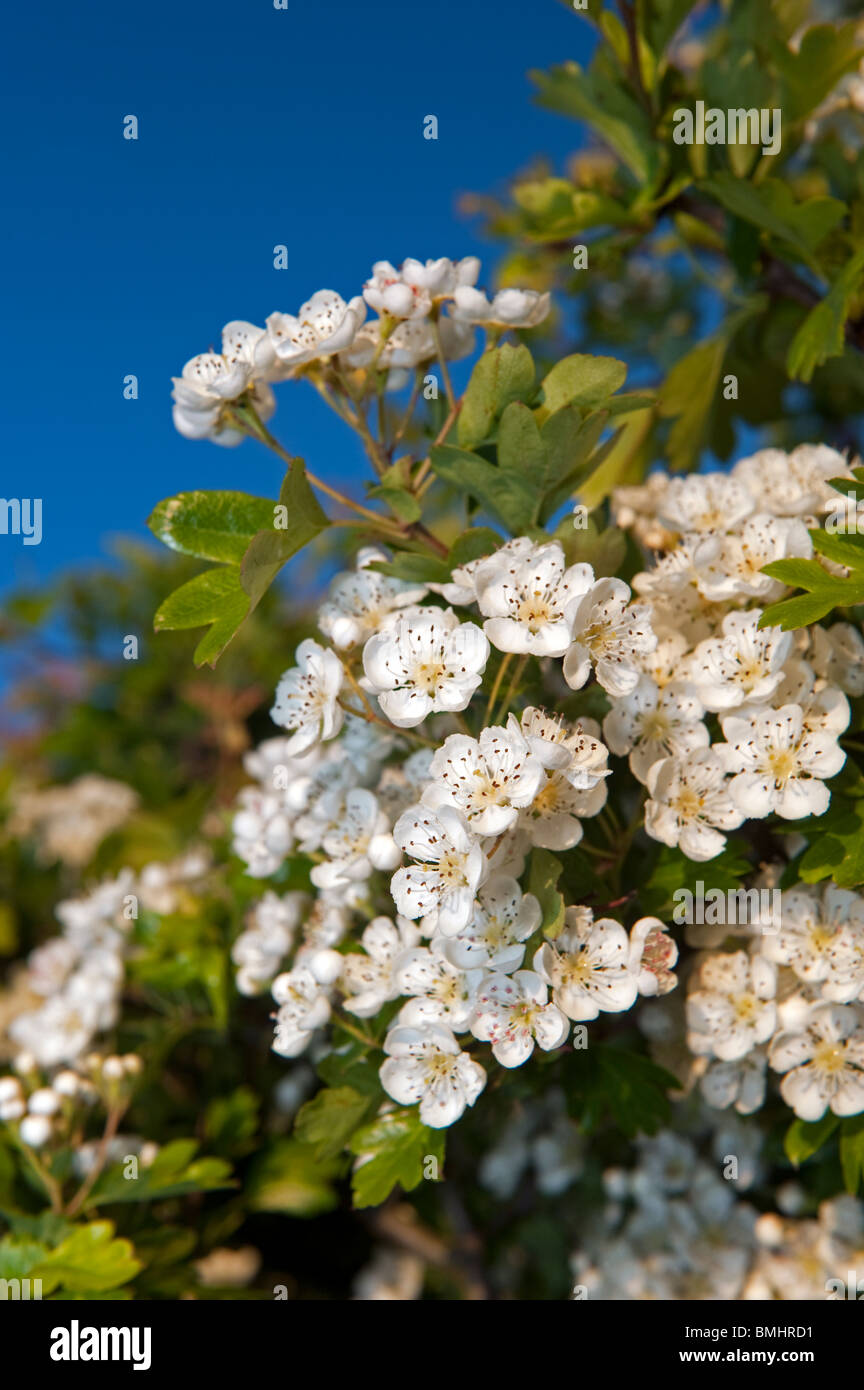 Hawthorn hedge hi-res stock photography and images - Alamy