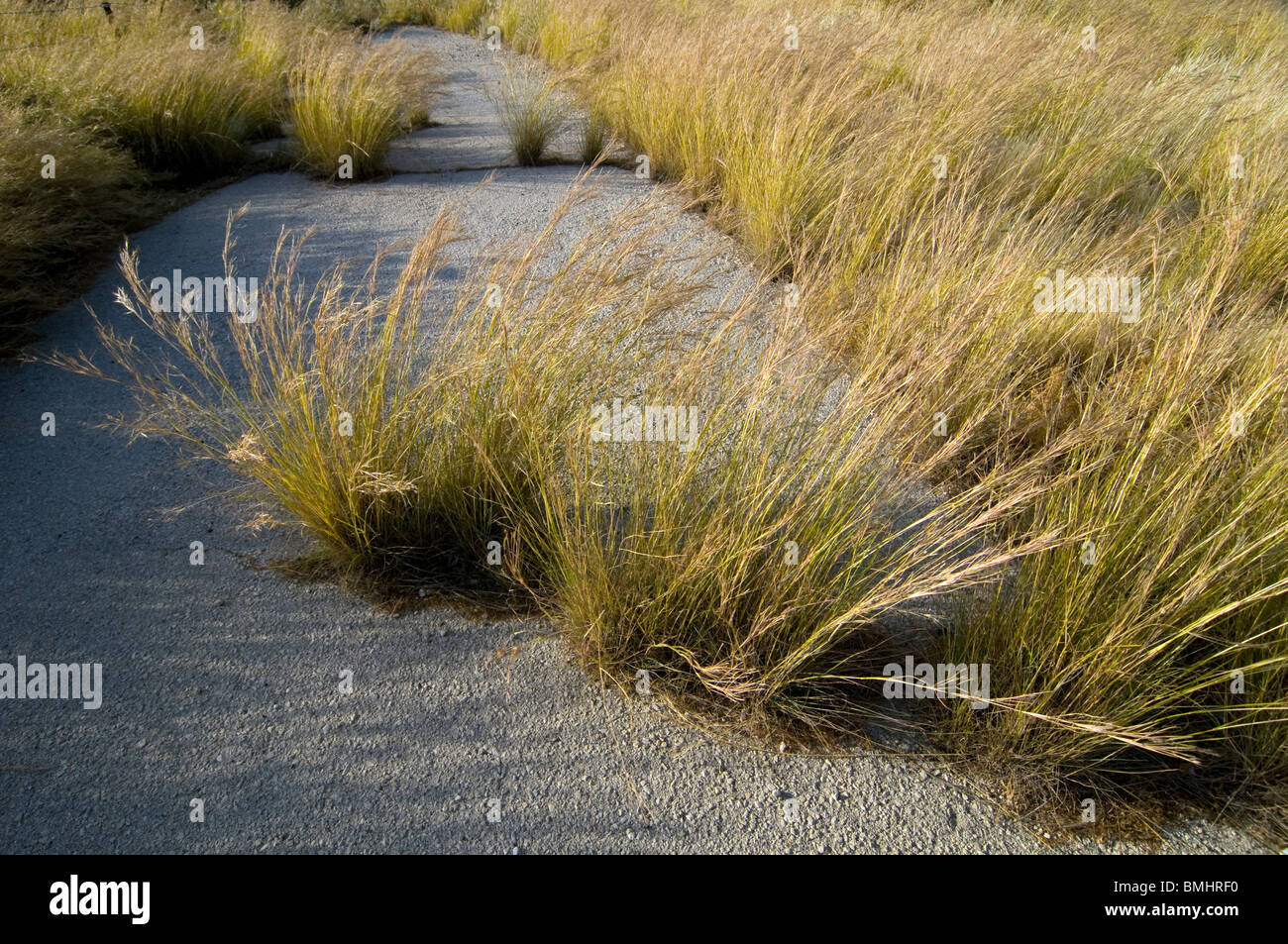 A path with yellow grass growing over it in the Jordan valley Israel ...