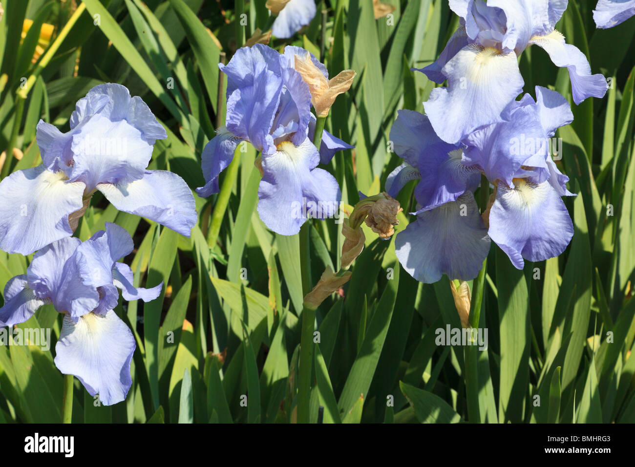 Jane phillips hi-res stock photography and images - Alamy